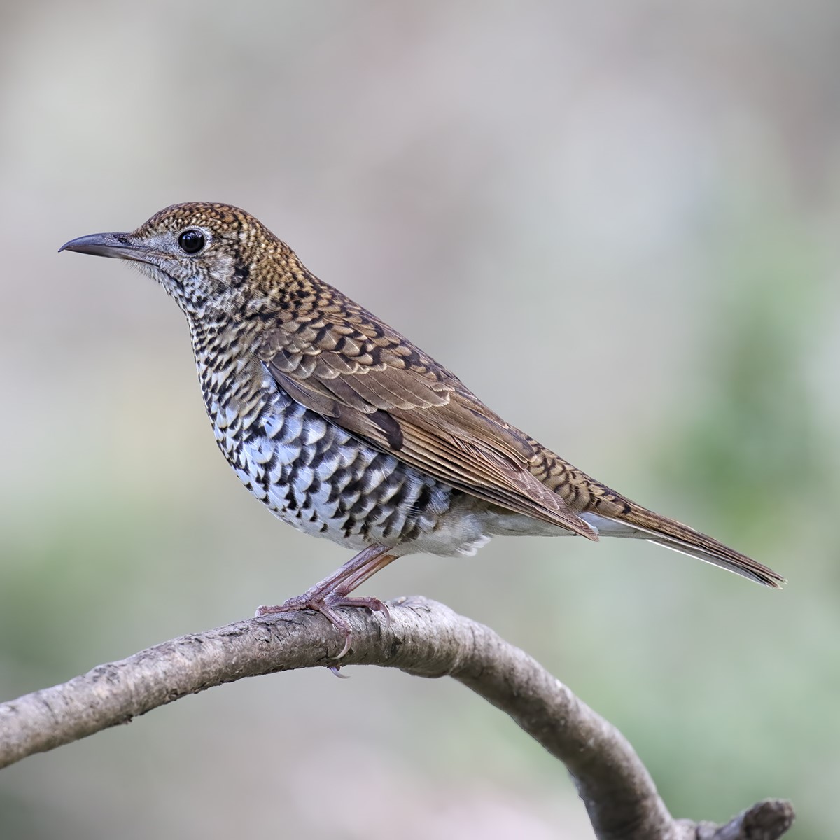 (15) Vrste Ptica i 15 Zanimljivih Činjenica