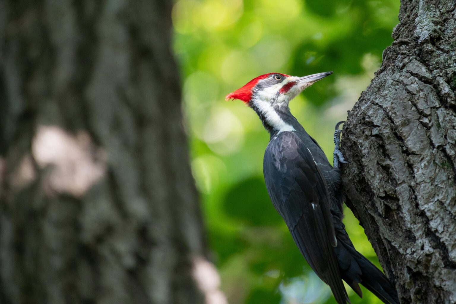 (15) Vrste Ptica i 15 Zanimljivih Činjenica