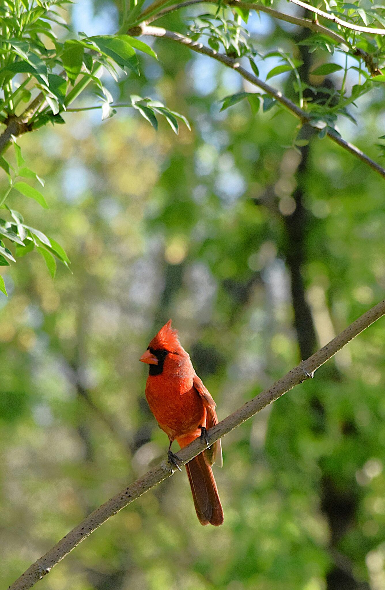 (15) Vrste Ptica i 15 Zanimljivih Činjenica
